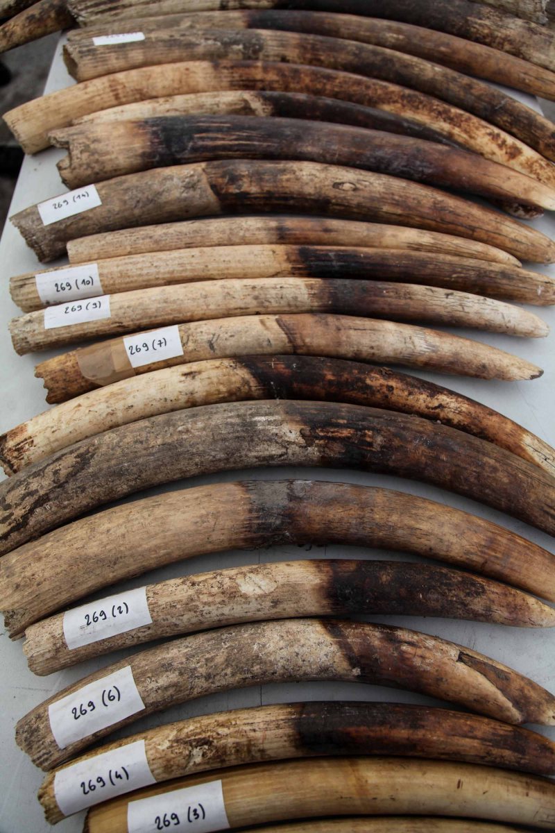 Ifaw destroyed 2 tonnes of ivory in France – French Glimpses