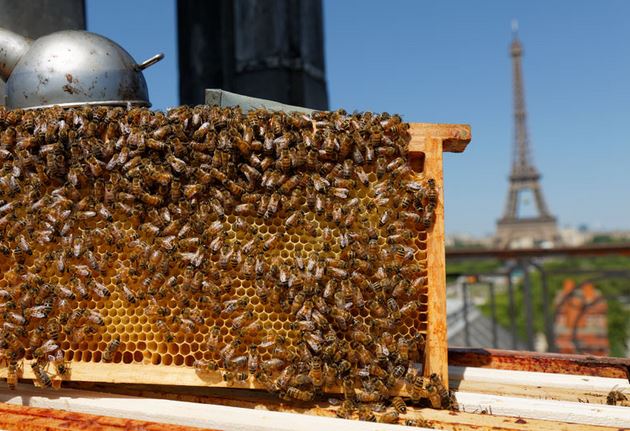 How Parisian Bees Thrive in the Urban Jungle – French Glimpses