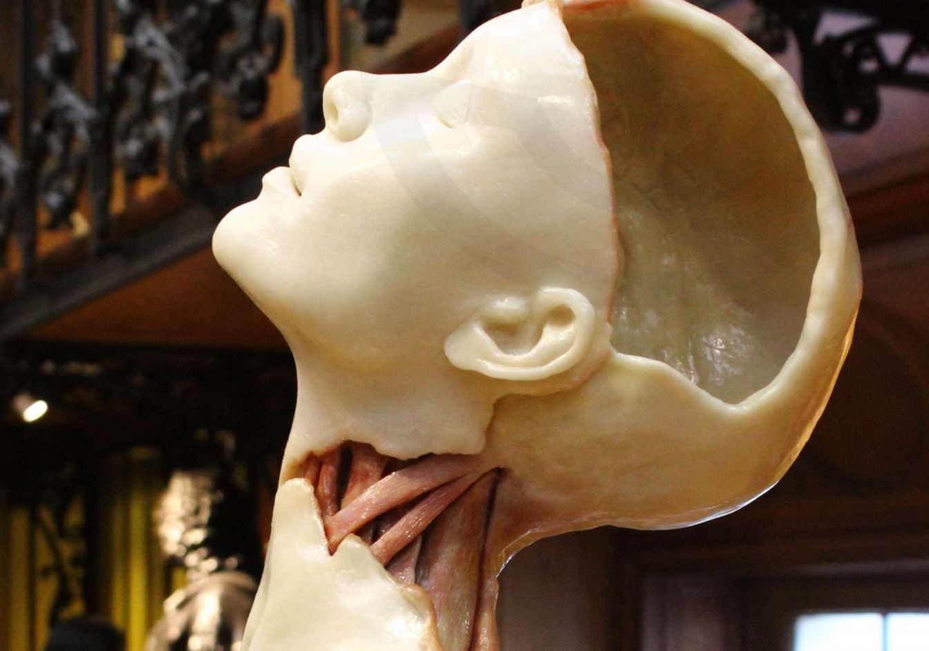 Explore the Fascinating Museum of the History of Medicine in Paris ...
