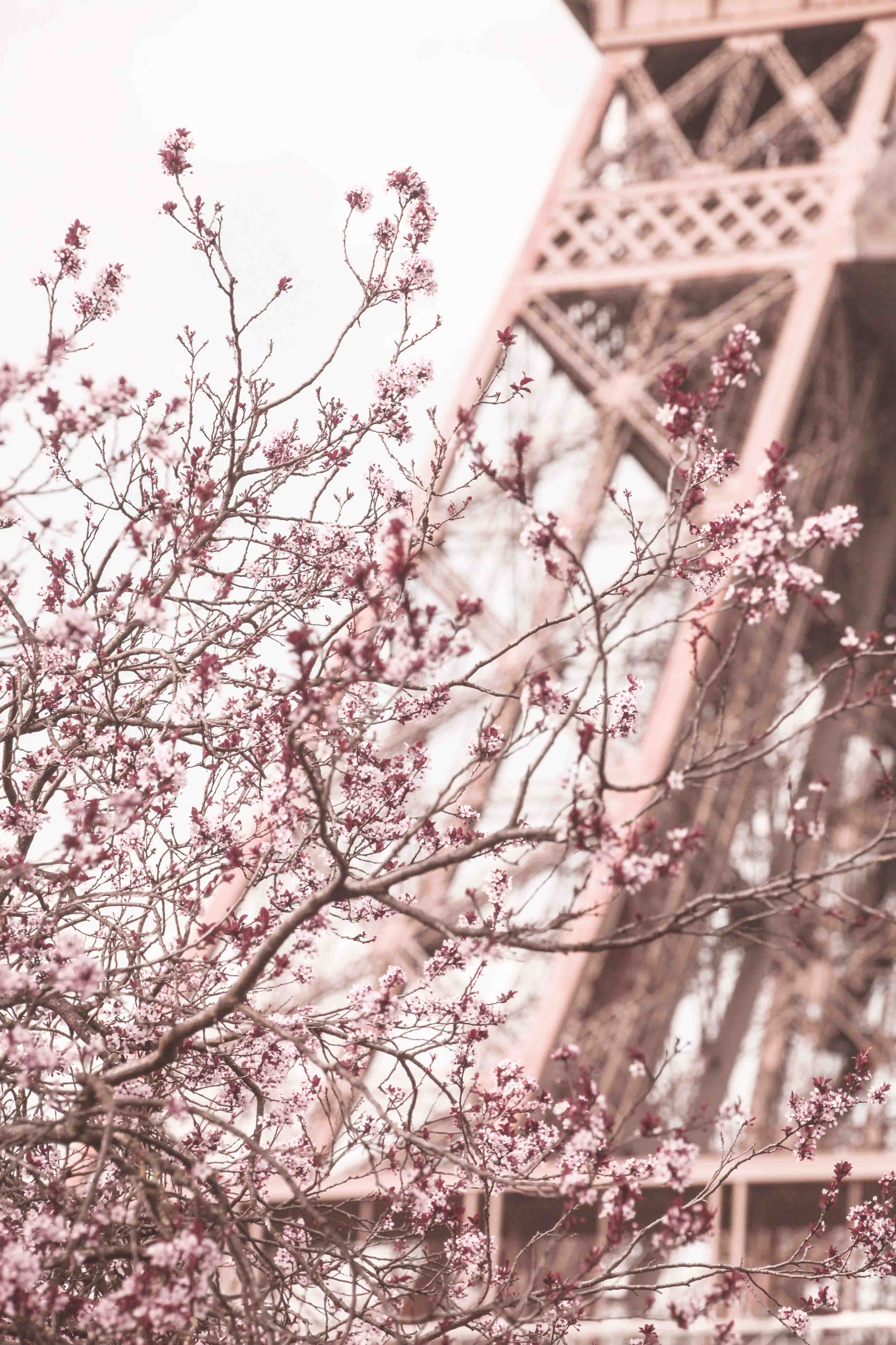 Top 10 Spots for Spring Blossoms in Paris – French Glimpses